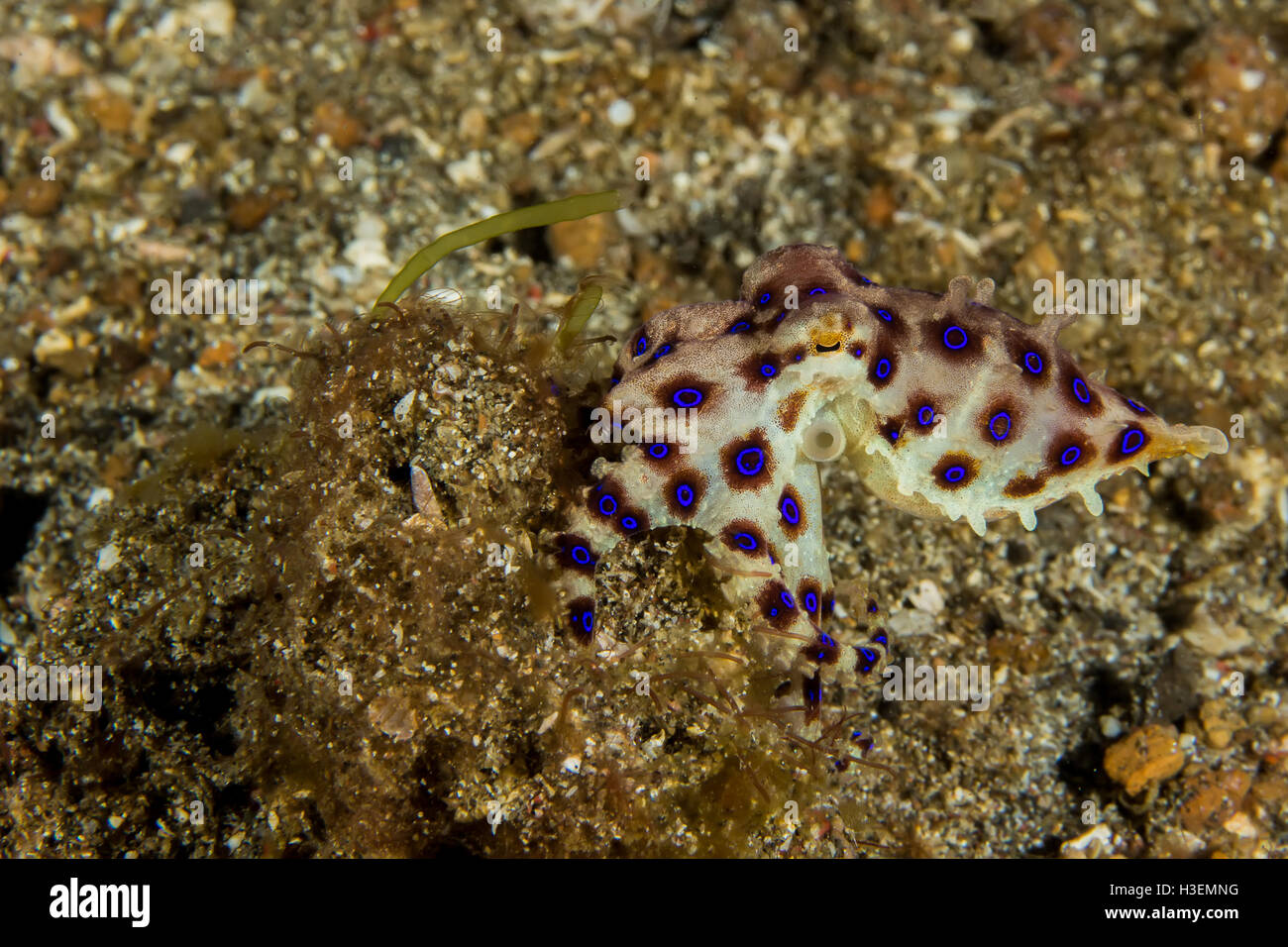 Blue ring octopus -Fotos und -Bildmaterial in hoher Auflösung – Alamy