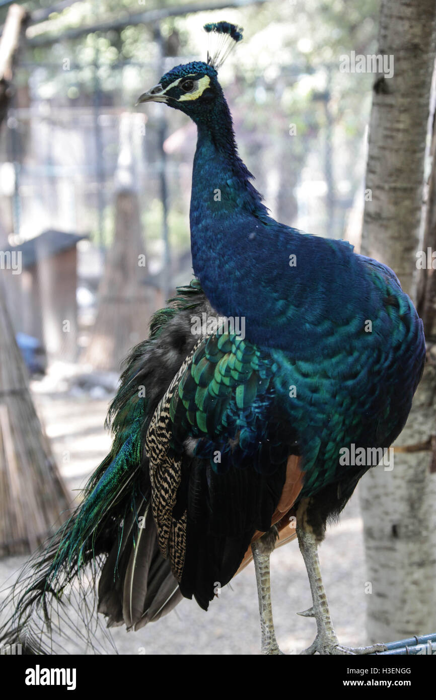 Pfau farben -Fotos und -Bildmaterial in hoher Auflösung – Alamy