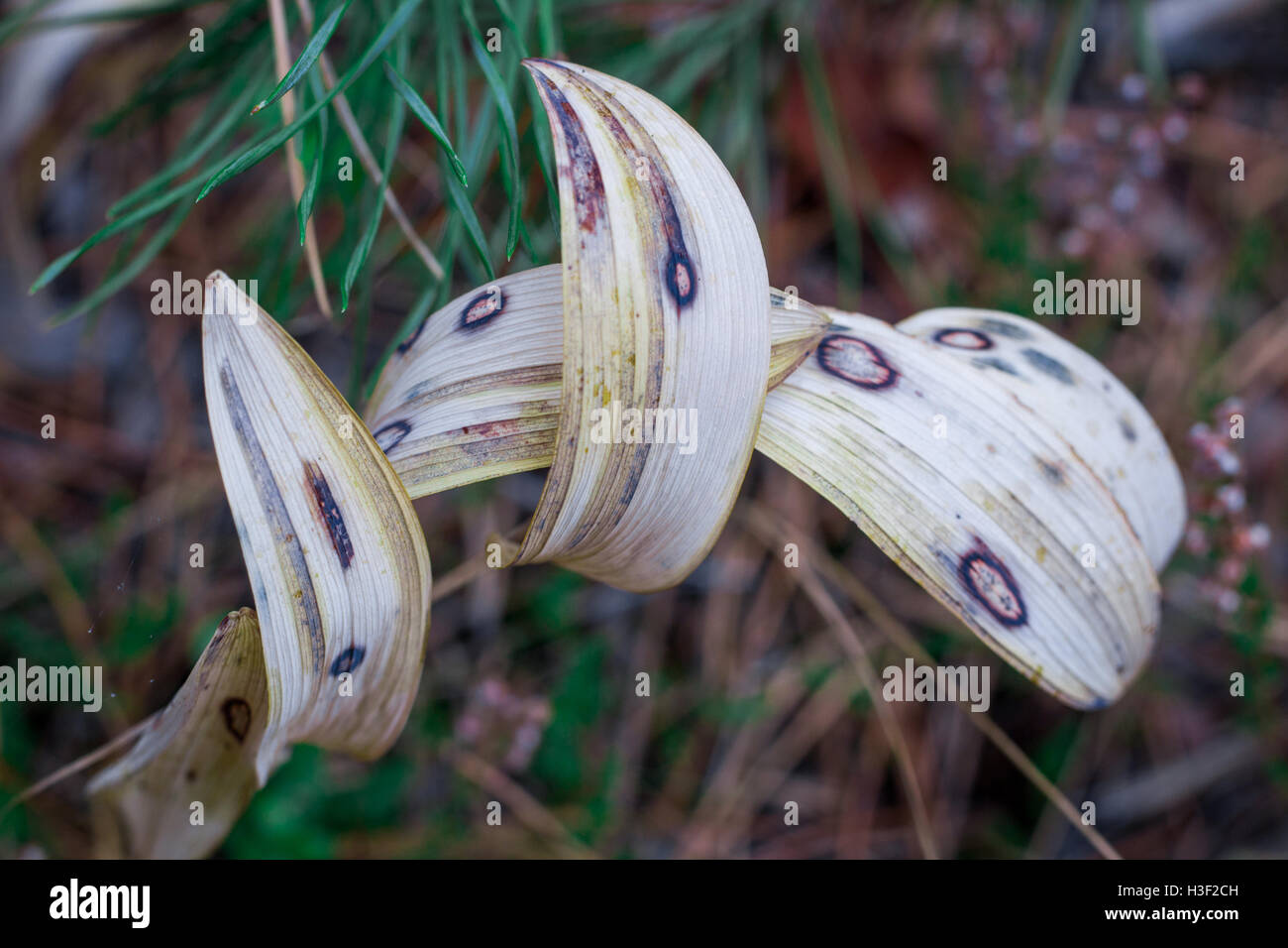 Acerose blatt -Fotos und -Bildmaterial in hoher Auflösung – Alamy