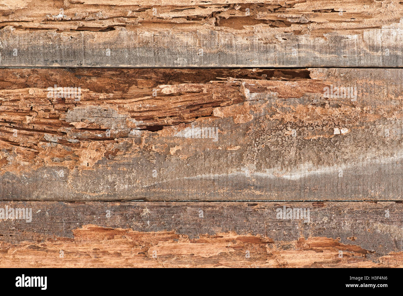 Holz termiten -Fotos und -Bildmaterial in hoher Auflösung – Alamy