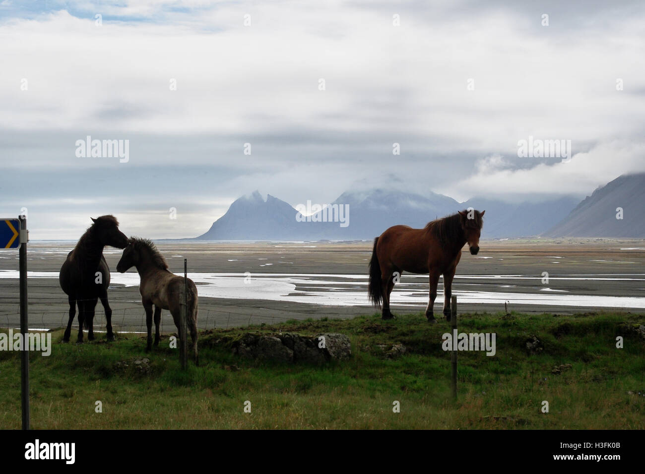 Pferde und ponys -Fotos und -Bildmaterial in hoher Auflösung – Alamy