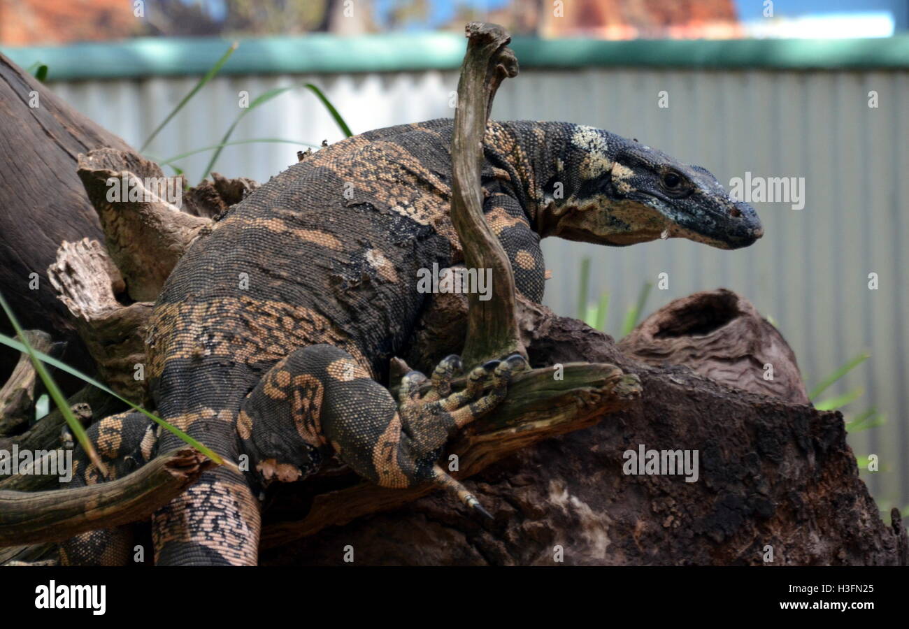 Large lizard -Fotos und -Bildmaterial in hoher Auflösung – Alamy