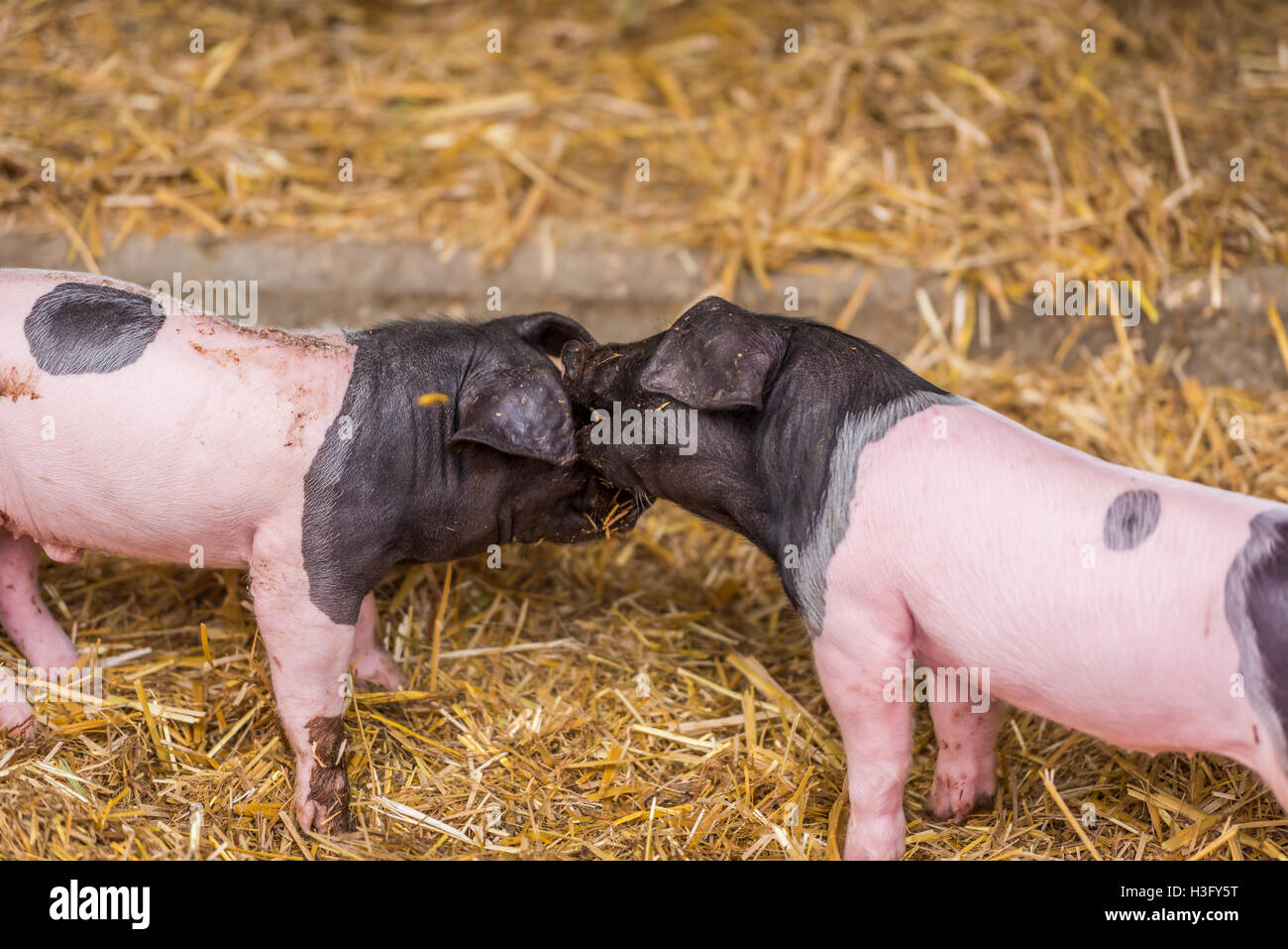 Lustige Ferkel Stockfotos und -bilder Kaufen - Alamy