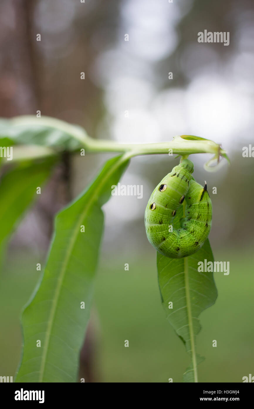 Grüne Raupe Elefant Falke-Motte. Deilephila Insekt enger Foto ...