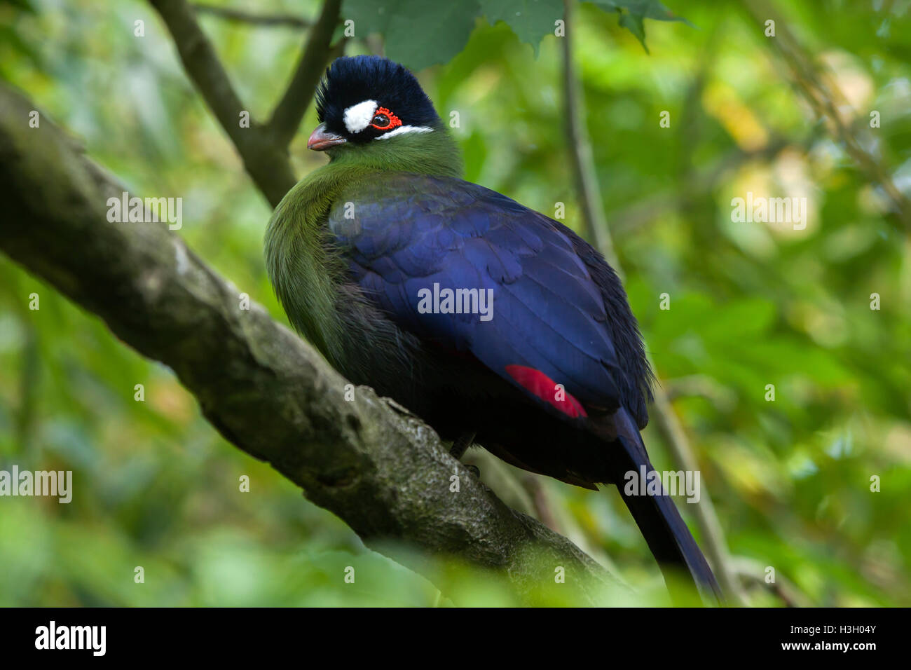 Hartlaubs turaco -Fotos und -Bildmaterial in hoher Auflösung – Alamy