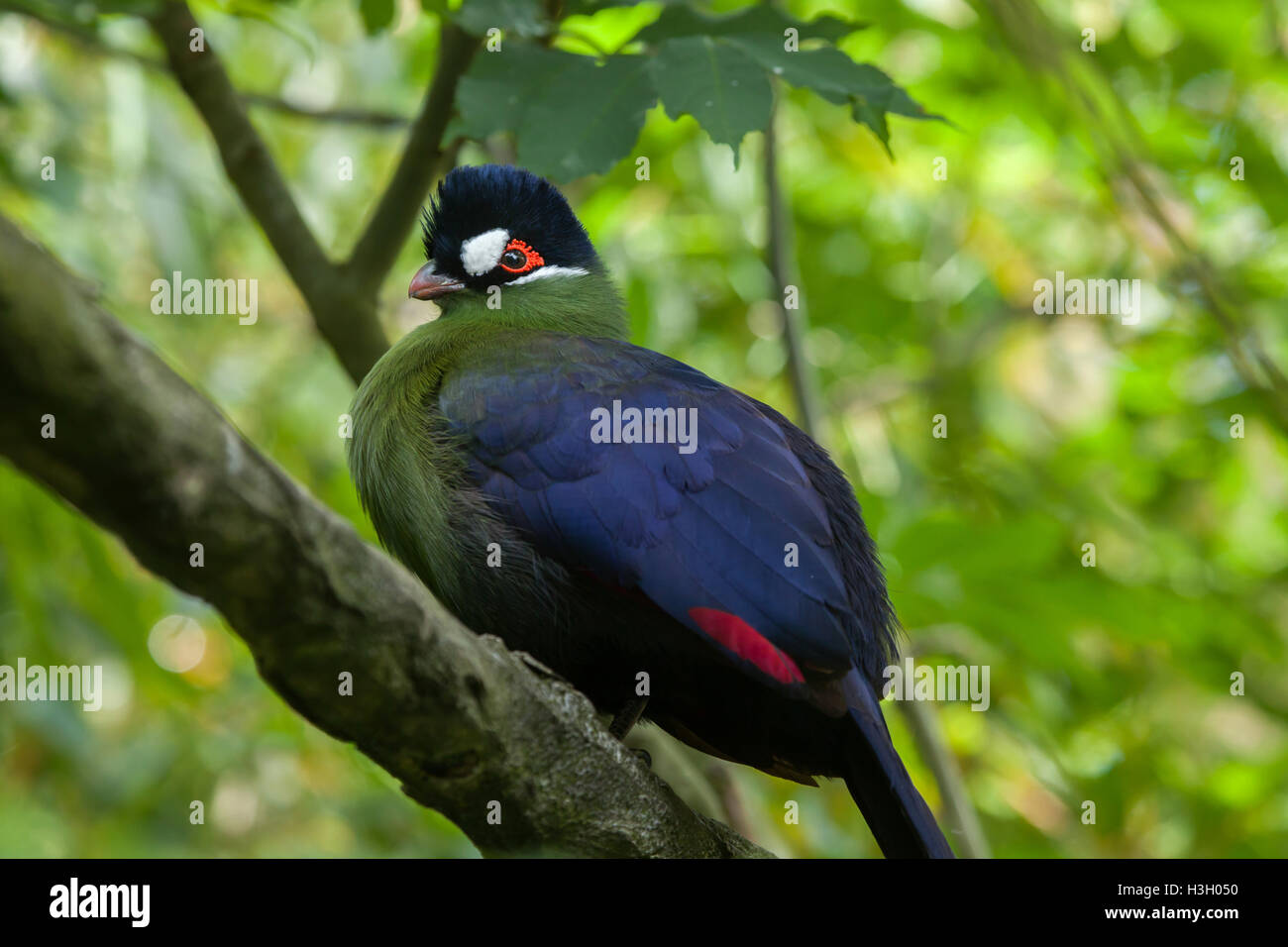 Hartlaubs turaco -Fotos und -Bildmaterial in hoher Auflösung – Alamy
