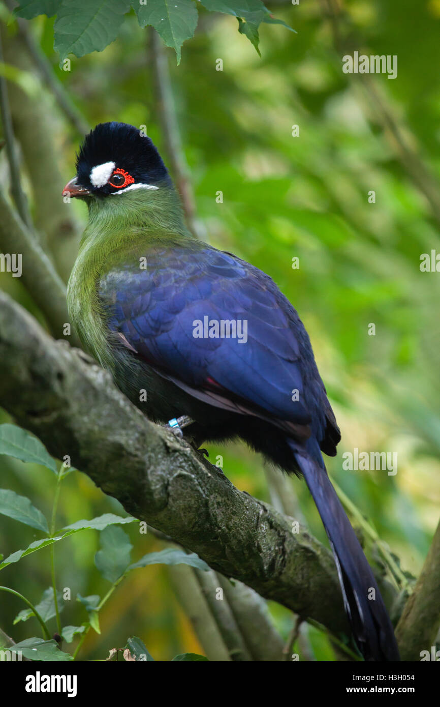 Hartlaubs turaco -Fotos und -Bildmaterial in hoher Auflösung – Alamy