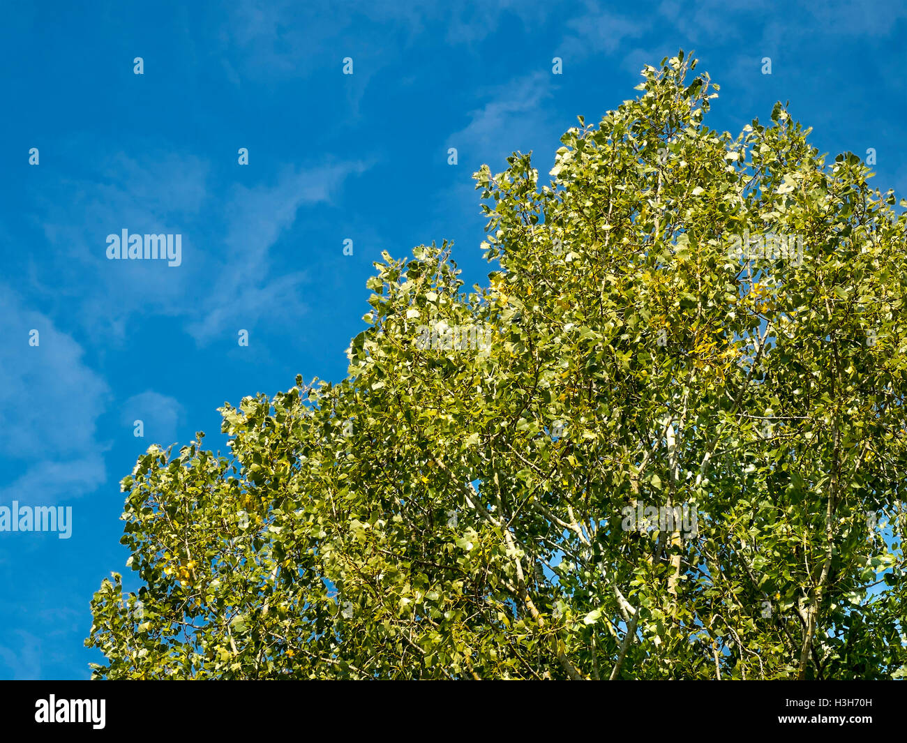 White poplar leaf populus alba -Fotos und -Bildmaterial in hoher ...