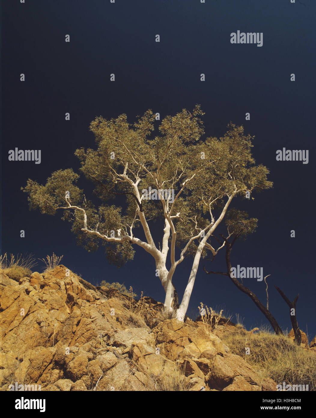 Ghost gum tree -Fotos und -Bildmaterial in hoher Auflösung - Seite 2 ...