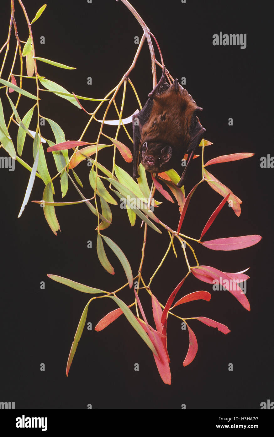 Goulds wattled bat -Fotos und -Bildmaterial in hoher Auflösung – Alamy