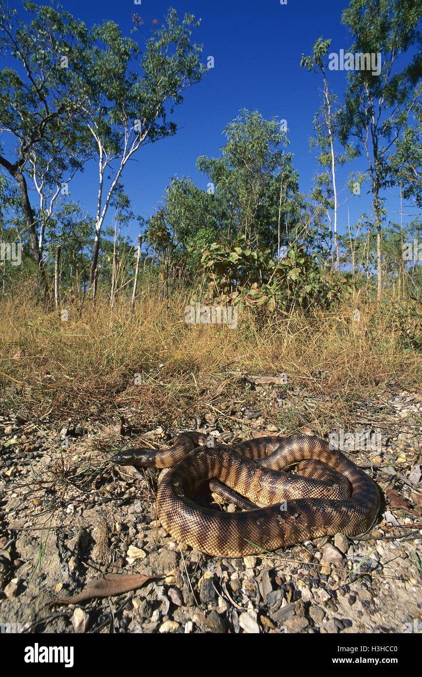 Aspidites melanocephalus melanocephalus -Fotos und -Bildmaterial in ...