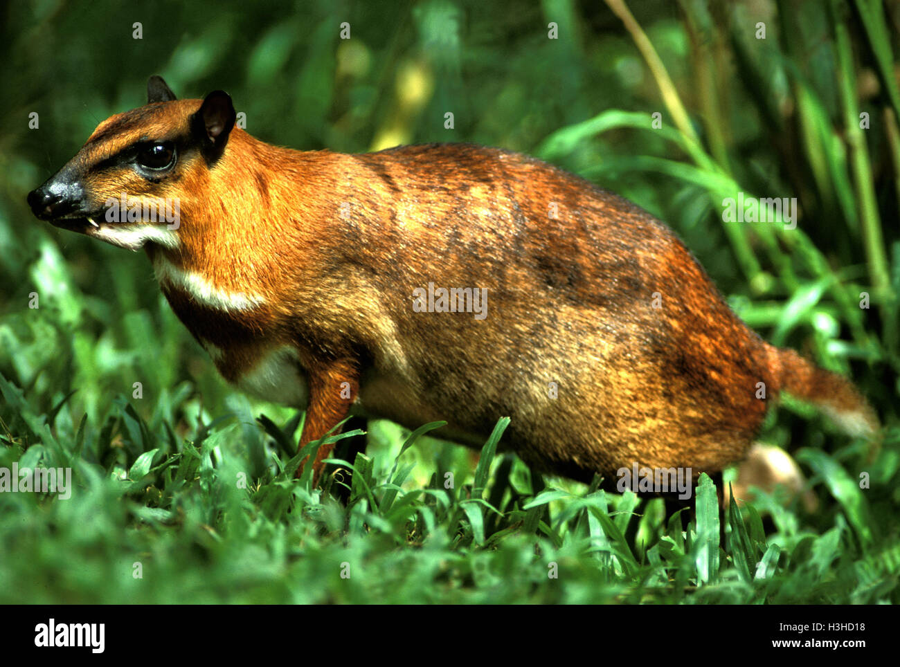 Maus hirsch -Fotos und -Bildmaterial in hoher Auflösung – Alamy
