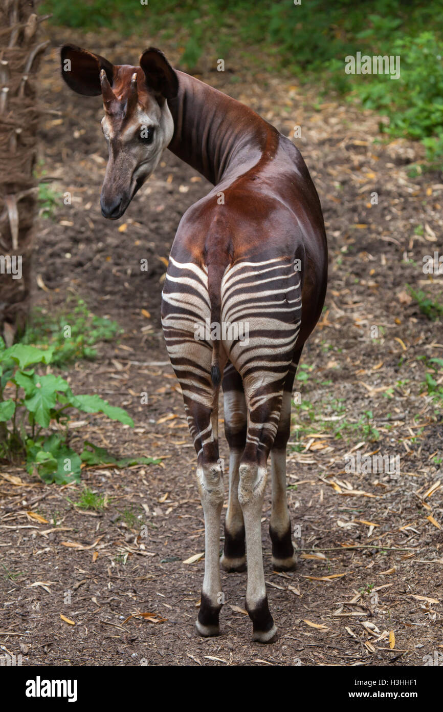 Okapi (Okapia Johnstoni). Tierwelt Tier Stockfotografie - Alamy