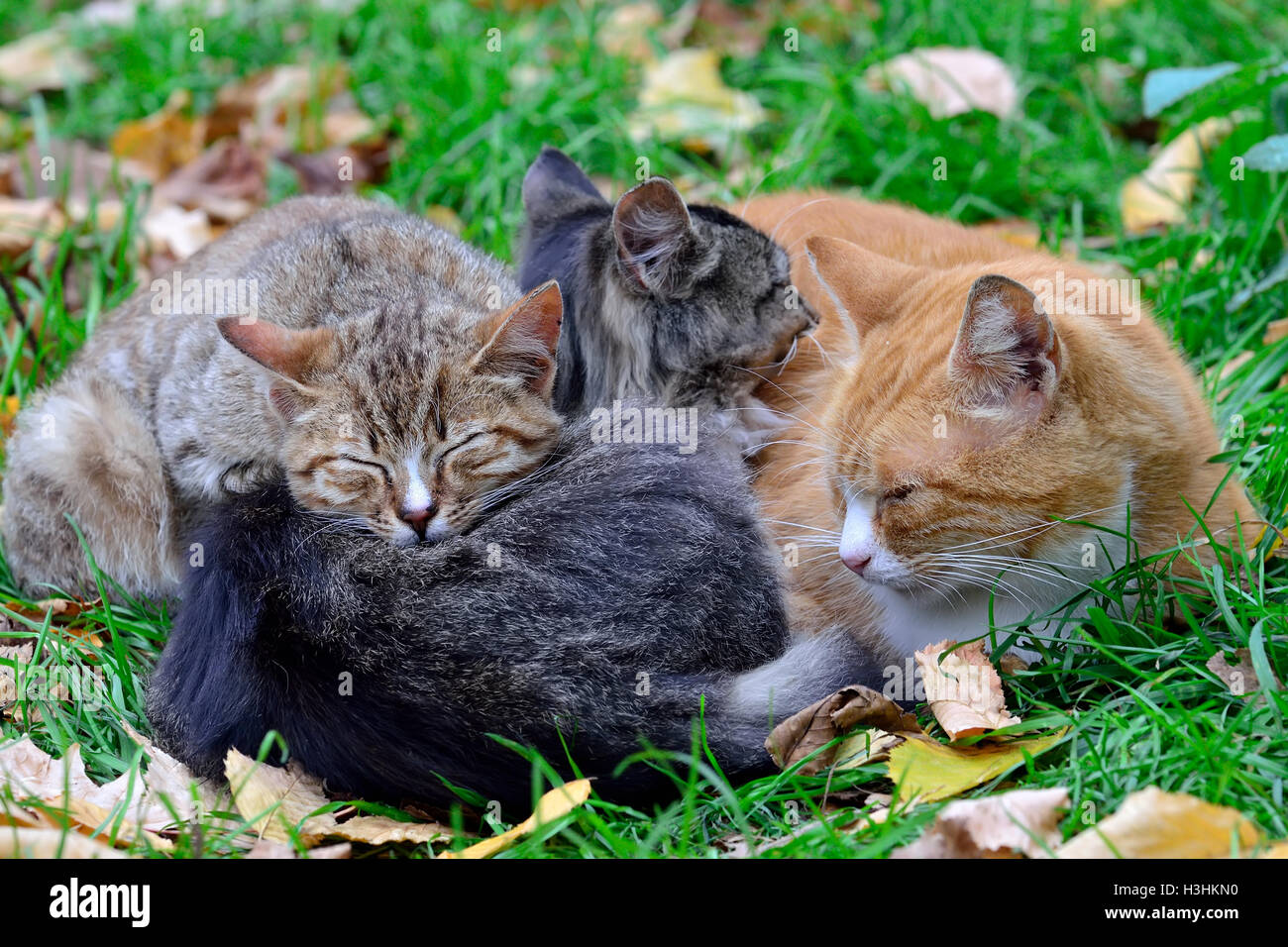 Rote katzen -Fotos und -Bildmaterial in hoher Auflösung – Alamy
