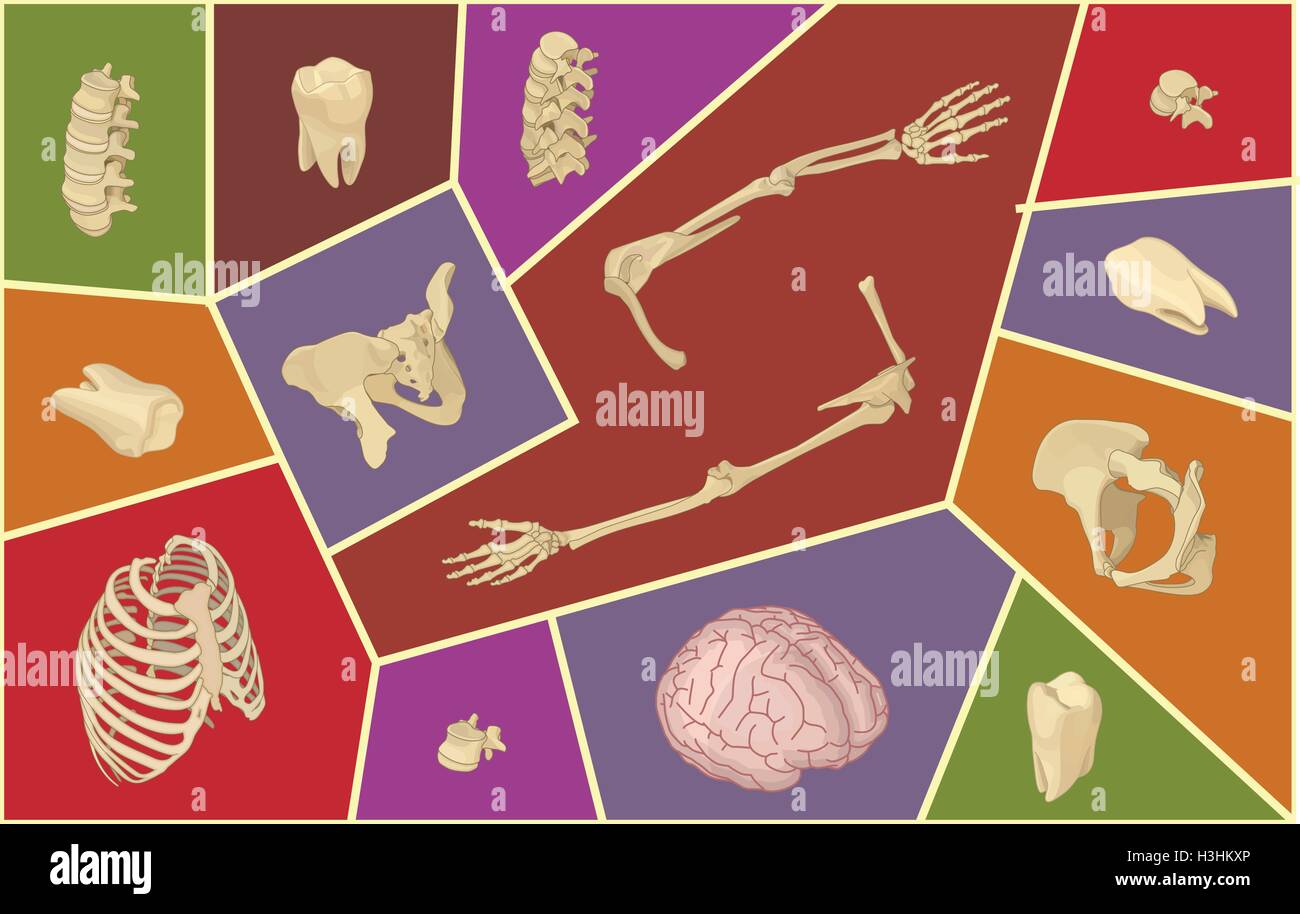 menschliche Knochen. Skelett Anatomie Satz Stock-Vektorgrafik - Alamy
