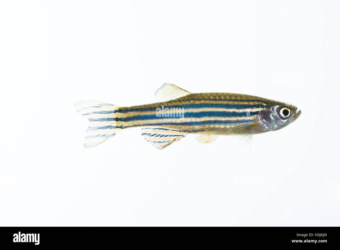 Fondo blanco vertebrado -Fotos und -Bildmaterial in hoher Auflösung – Alamy