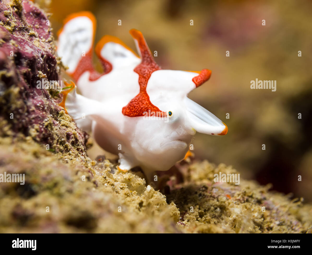 Unterwasser Foto der weiße Clown Anglerfisch Stockfotografie - Alamy