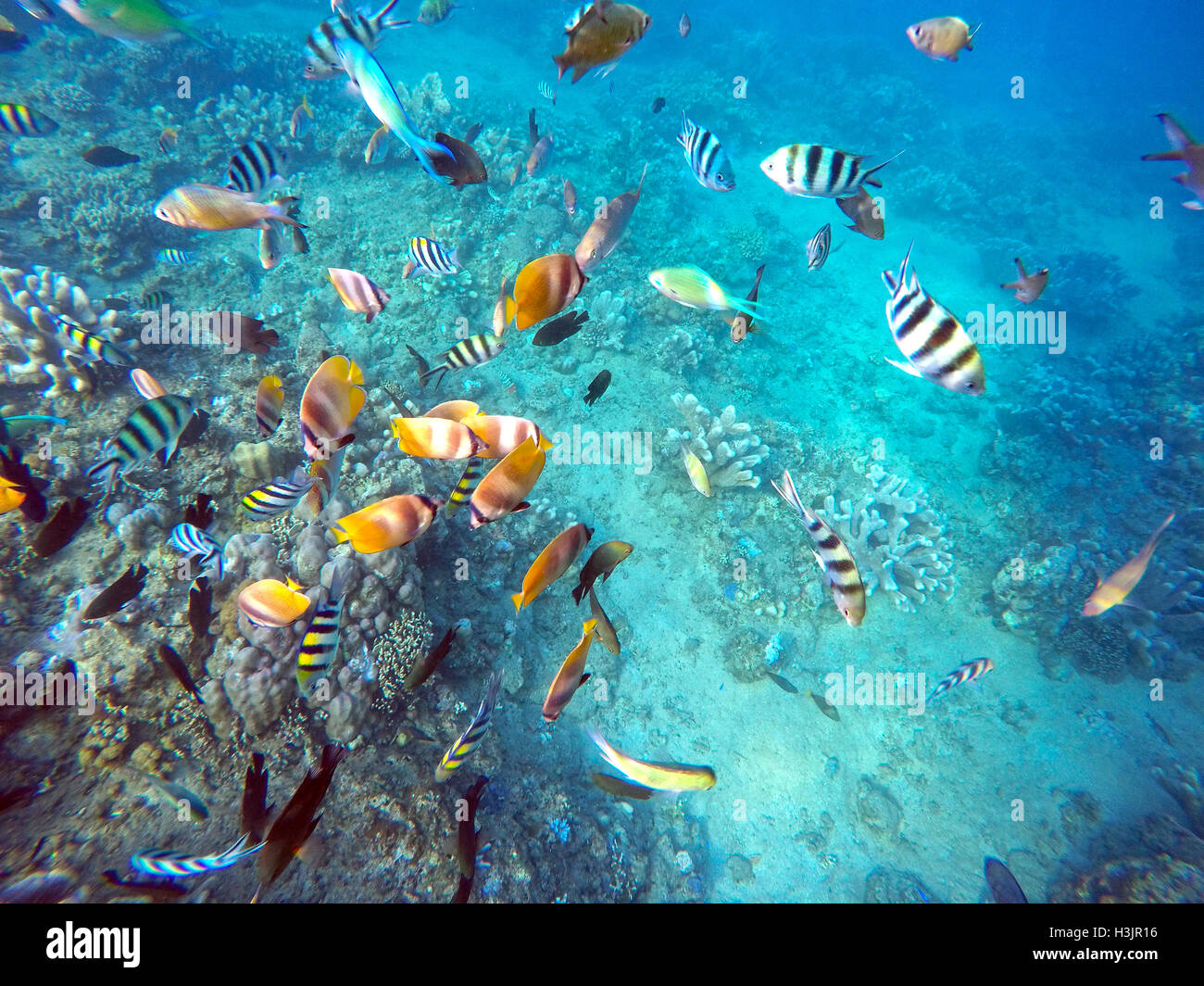 Korallen Wildlife in Bali Indonesien Unterwasser bunte Fische 3 Stockfotografie - Alamy