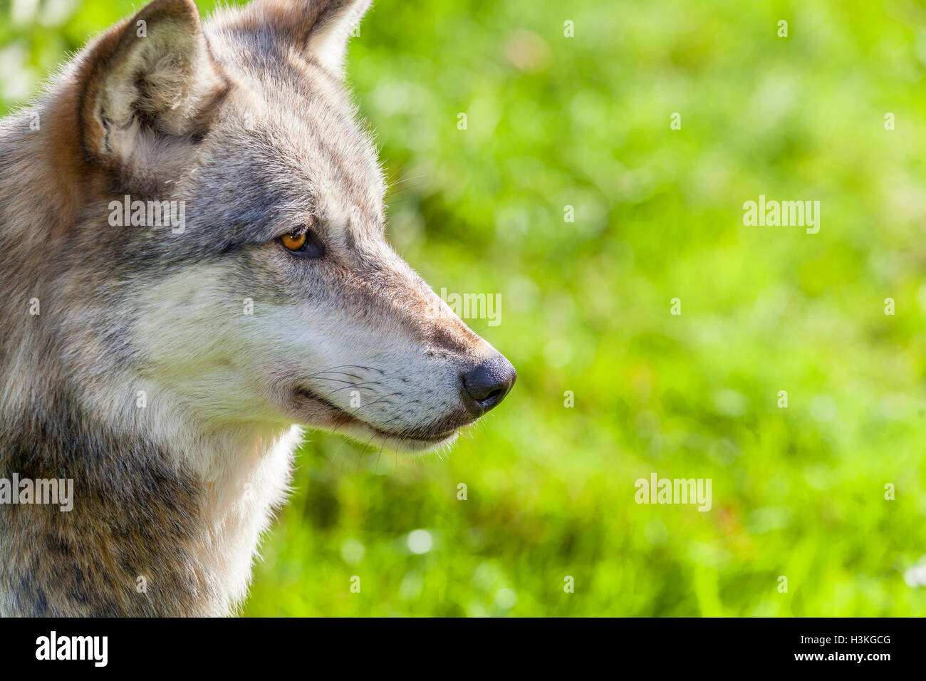 Graue tierwelt -Fotos und -Bildmaterial in hoher Auflösung – Alamy