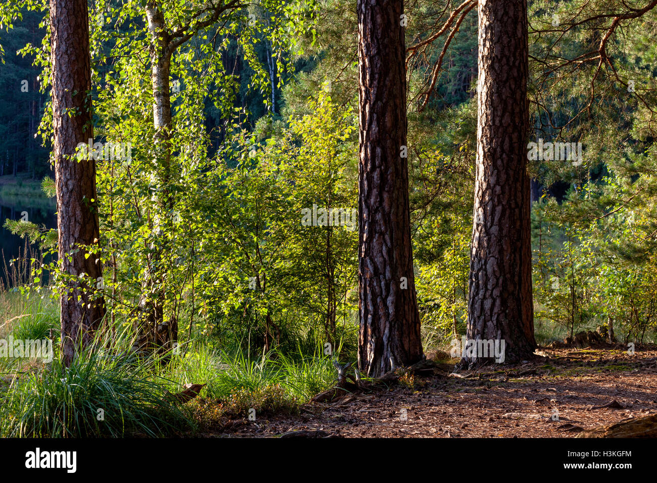 Puszcza piska -Fotos und -Bildmaterial in hoher Auflösung – Alamy