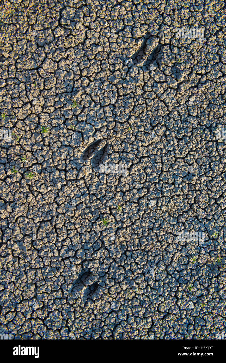 Footprints deer -Fotos und -Bildmaterial in hoher Auflösung – Alamy