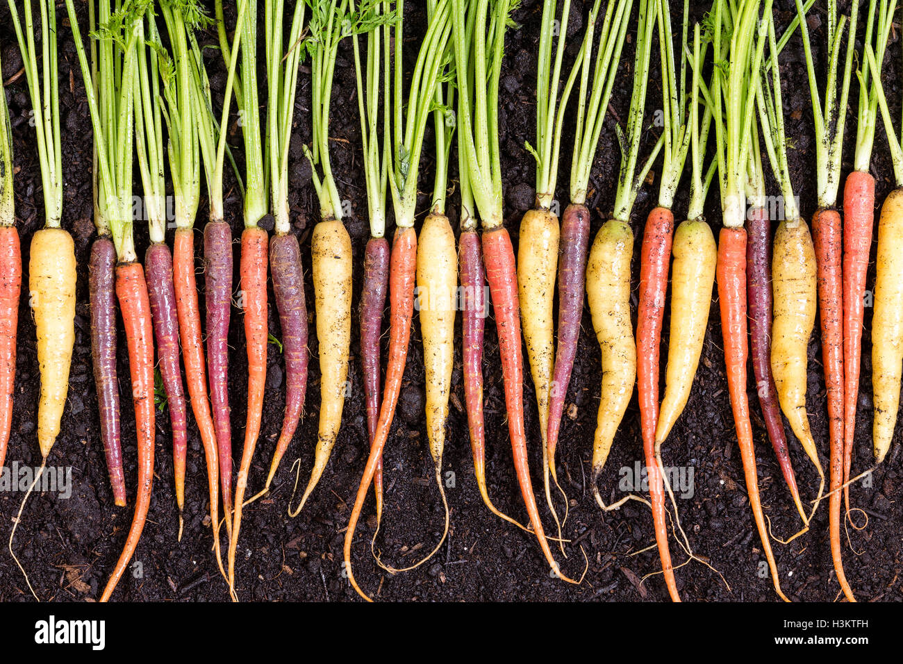 Karotten mit erde auf -Fotos und -Bildmaterial in hoher Auflösung – Alamy
