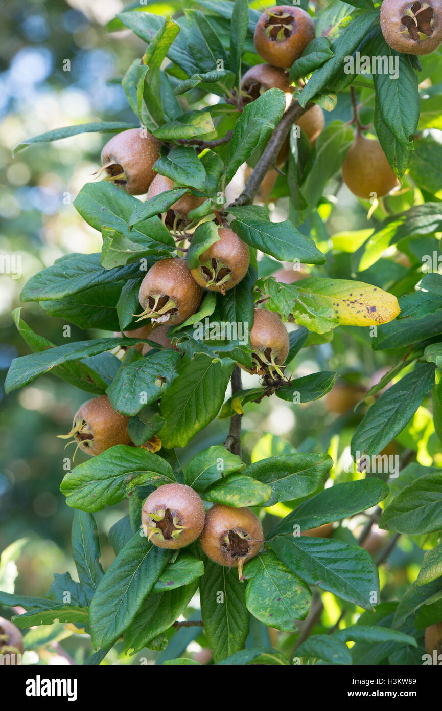 Canescens Germanica iranischen. Iranische Mispel Frucht am Baum ...