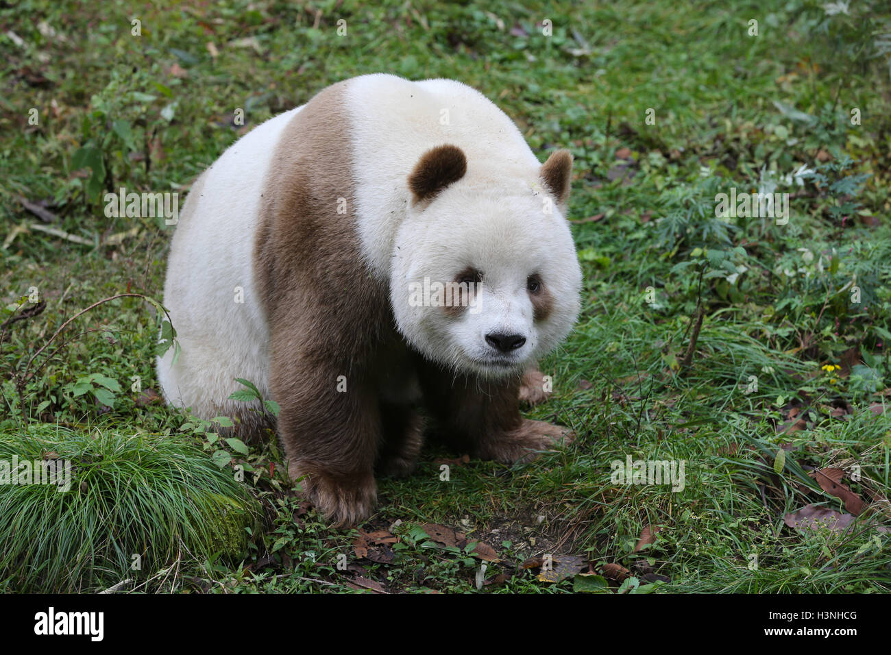 Qinling panda -Fotos und -Bildmaterial in hoher Auflösung – Alamy