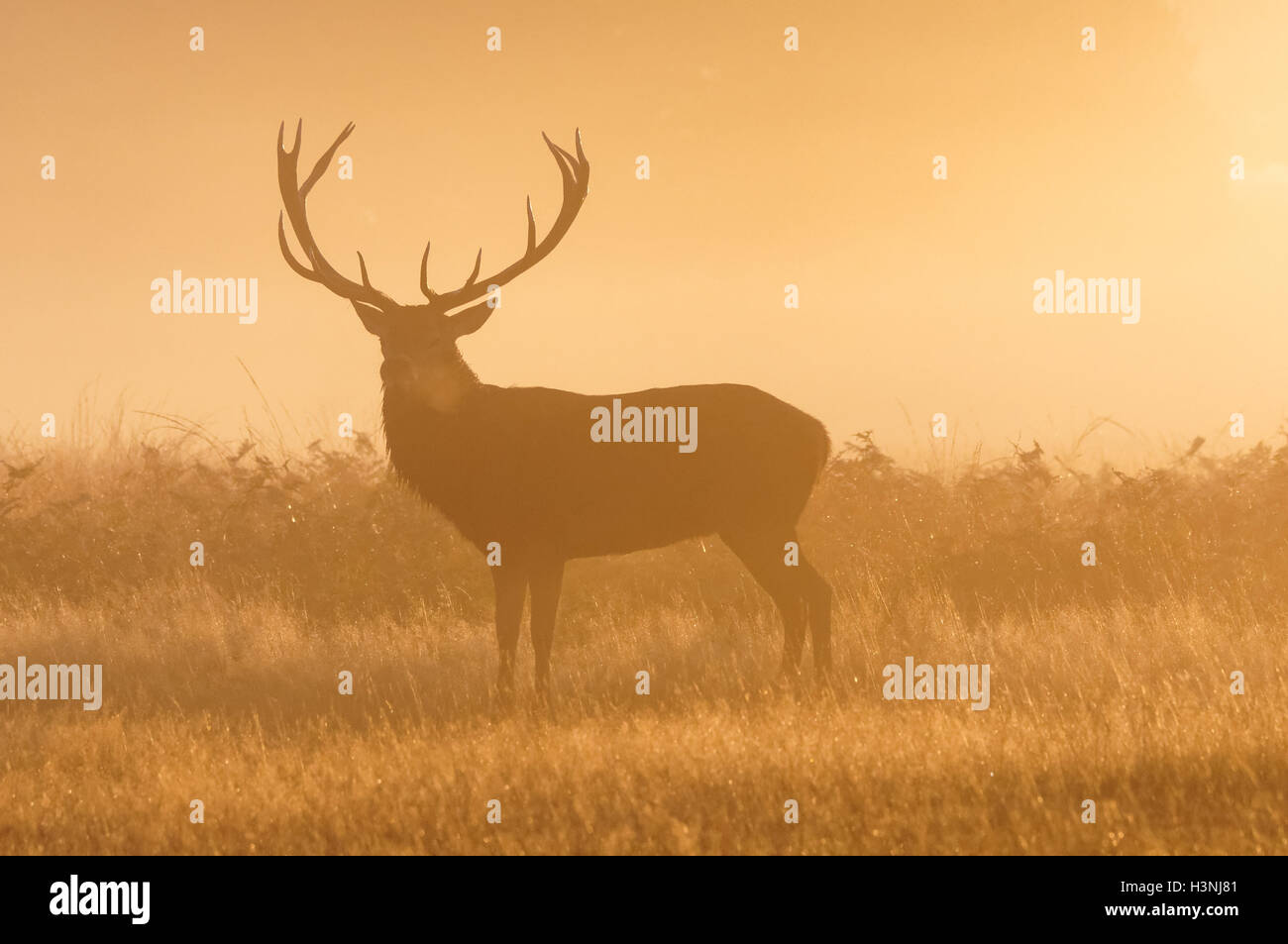 London hirsch hirsch silhouette -Fotos und -Bildmaterial in hoher ...