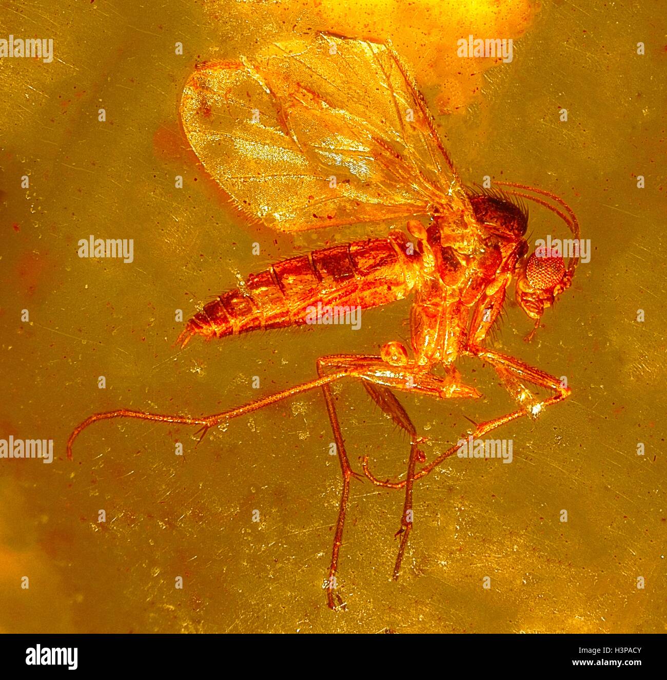 Insekt in bernstein -Fotos und -Bildmaterial in hoher Auflösung – Alamy