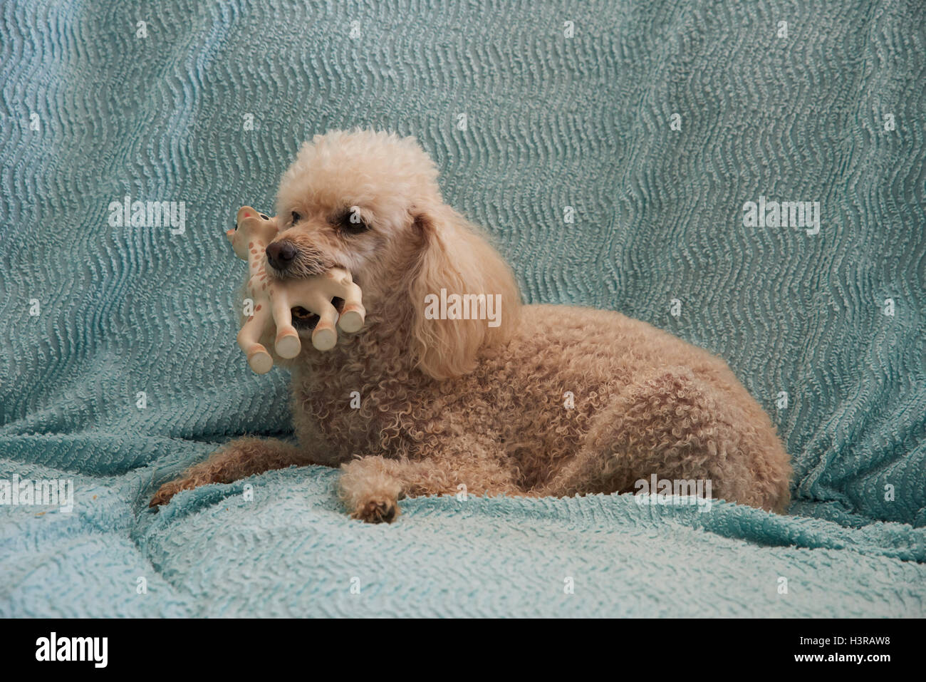 Sophie die giraffe -Fotos und -Bildmaterial in hoher Auflösung – Alamy