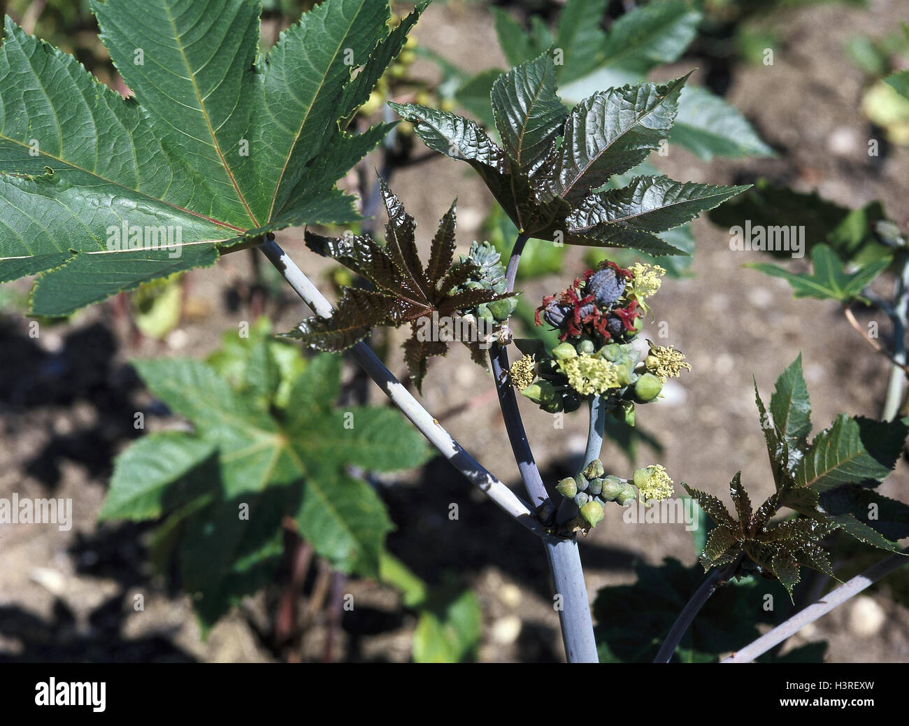 Rizinus, Wunderbaum, Ricinus Communis, Detail, Zweig, Blätter, Blüten ...