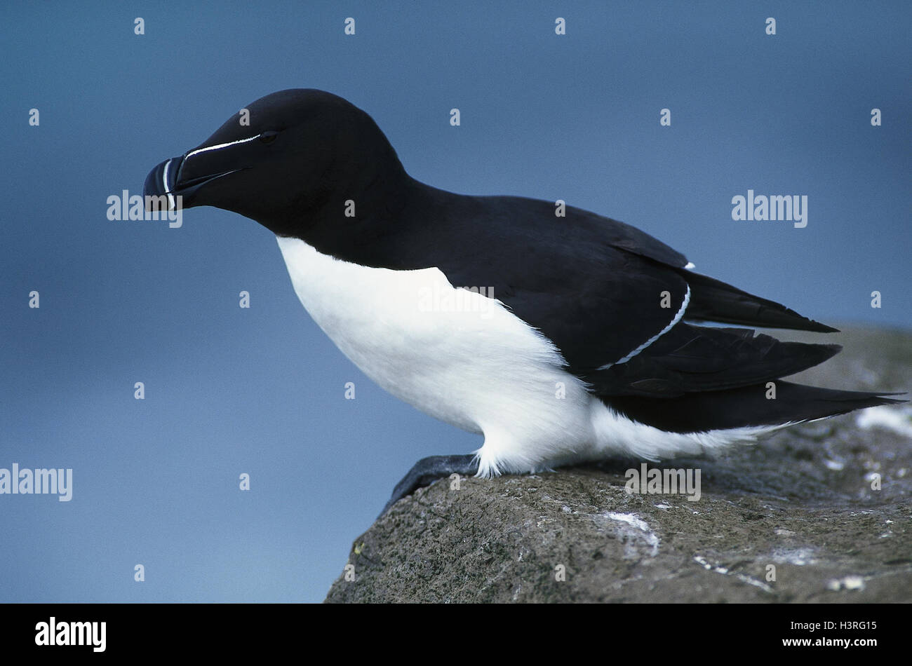 Tordalk, Alca Torda, Tiere, Tier, wilde Tiere, wilde Tiere, Vögel ...