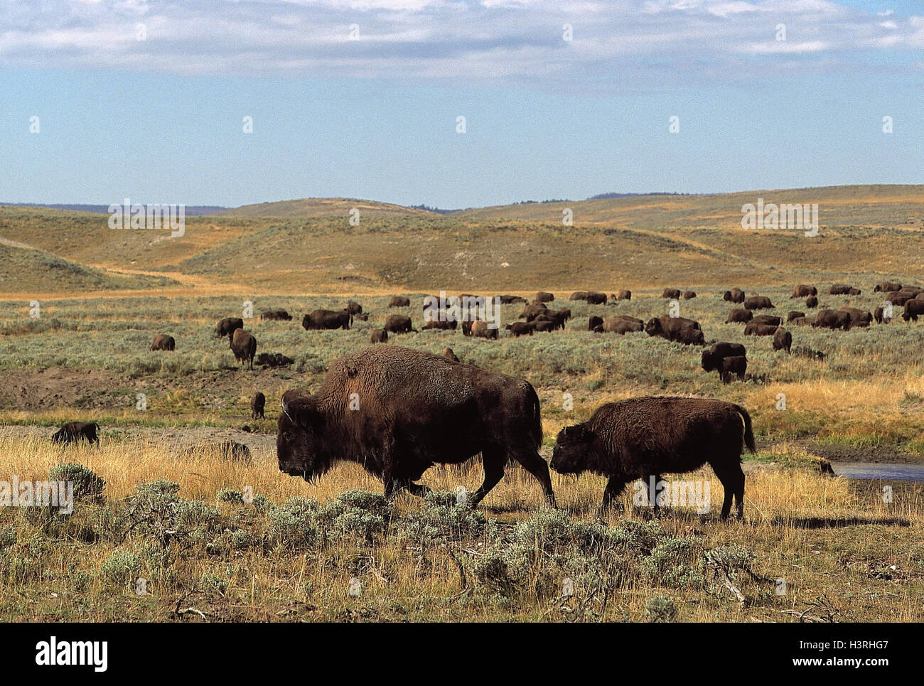 Den USA, Wyoming, Yellowstone, Nationalpark, konzentriert sich der ...