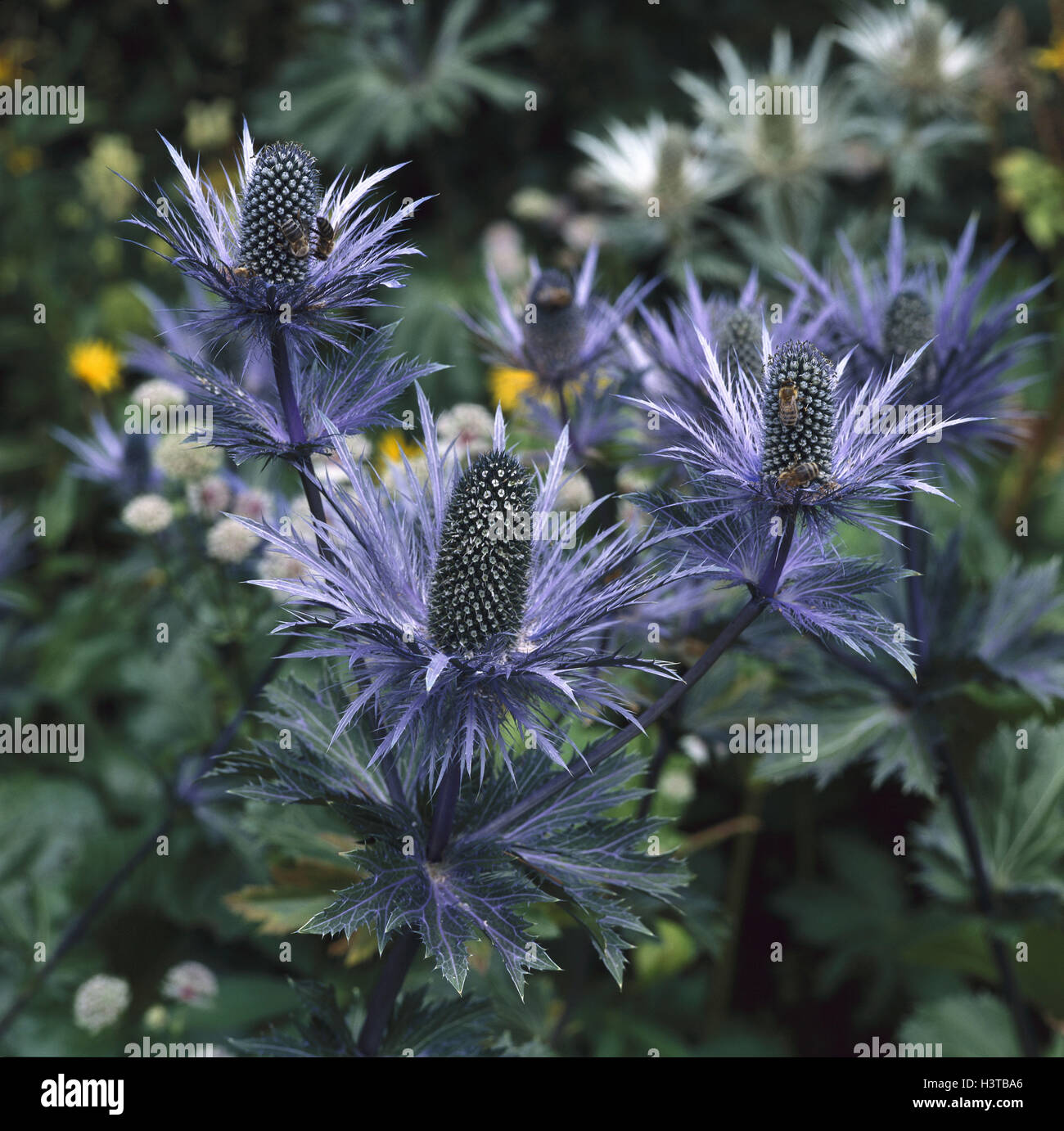 Alpen-Mannes Wurf, Eryngium Alpinum Natur, Botanik, Flora, Pflanzen ...