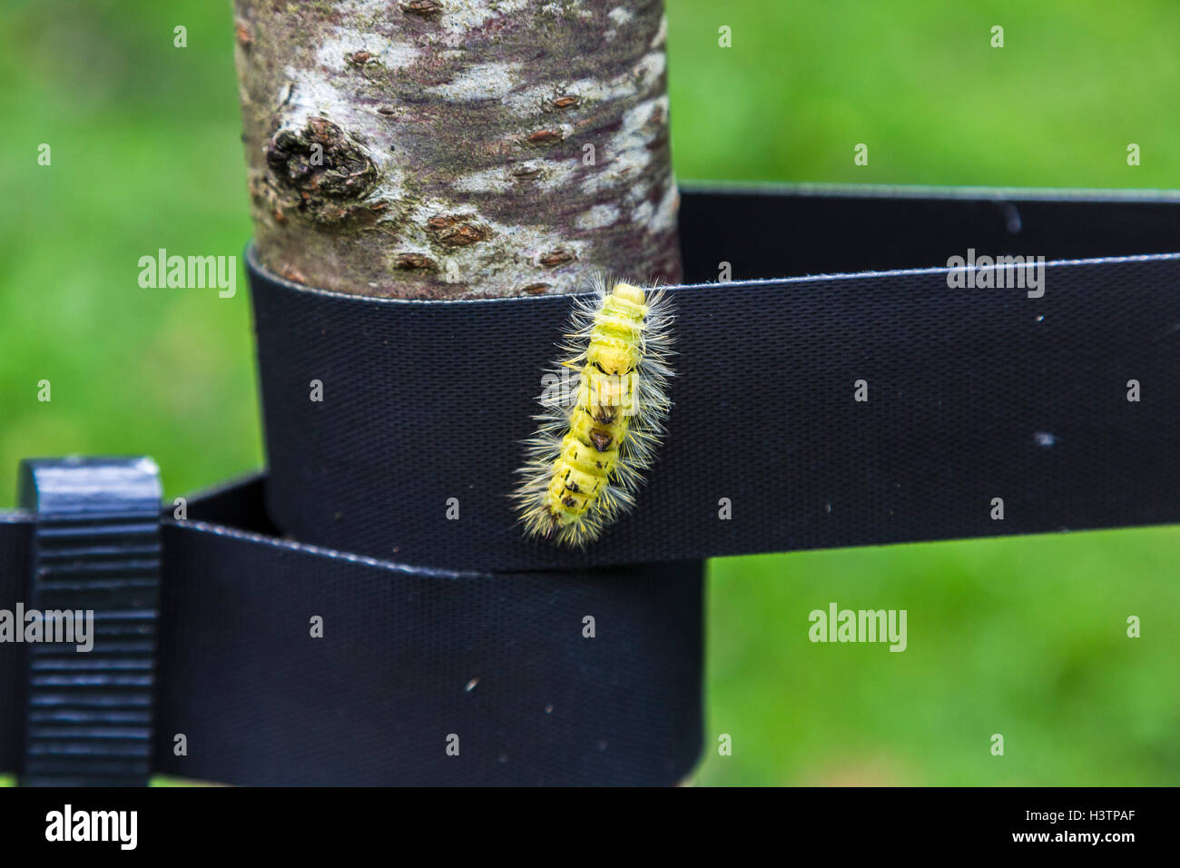 Behaarte gelbe Raupe blass Tussock Moth (Calliteara Pudibunda), Herbst ...
