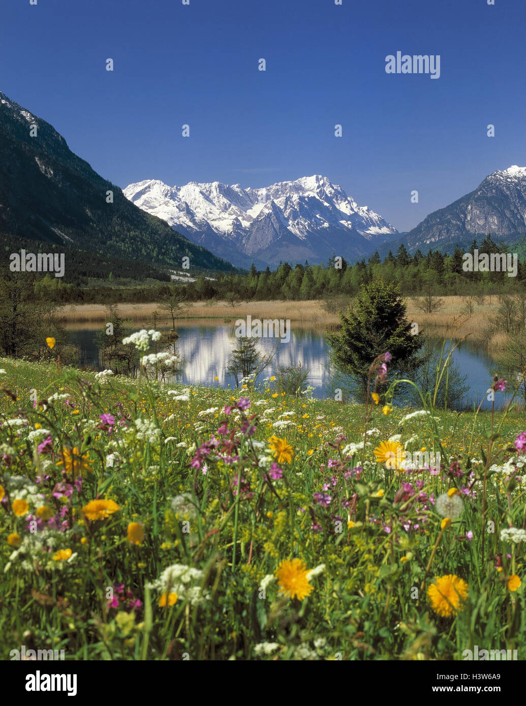 Deutschland, Bayern, Loisachtal, Blumenwiese, Landschaft, See, Frühling ...