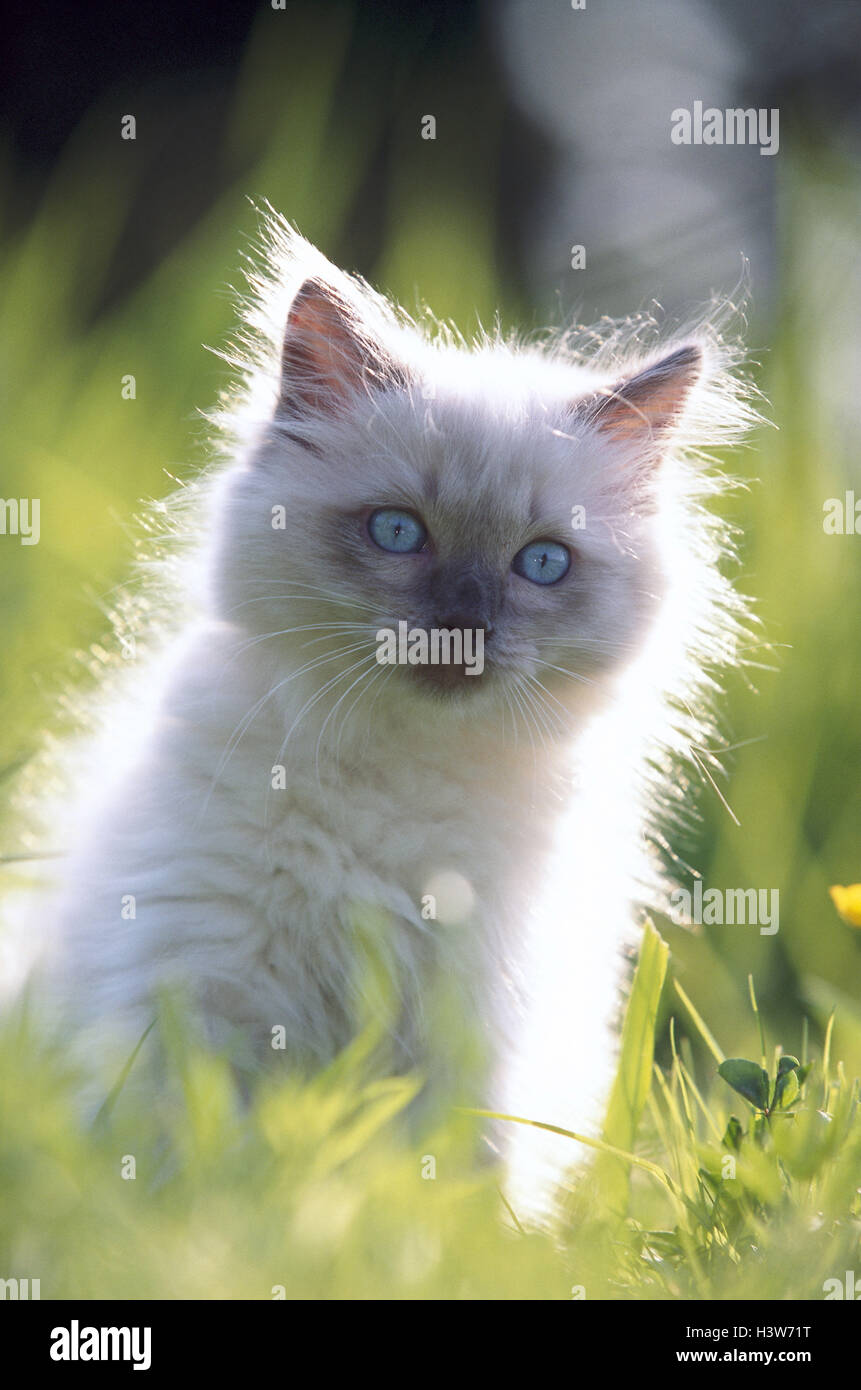 Blue point ragdoll -Fotos und -Bildmaterial in hoher Auflösung – Alamy