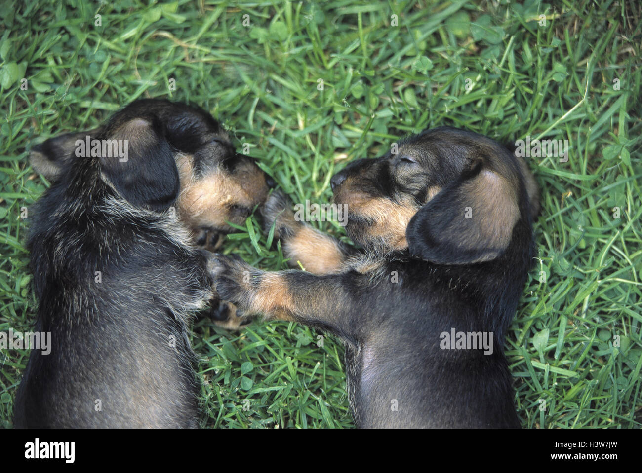 Wiese, Rauhaar Dackel, Welpen, zwei, Lüge, Ruhe, Tiere, Haustiere ...