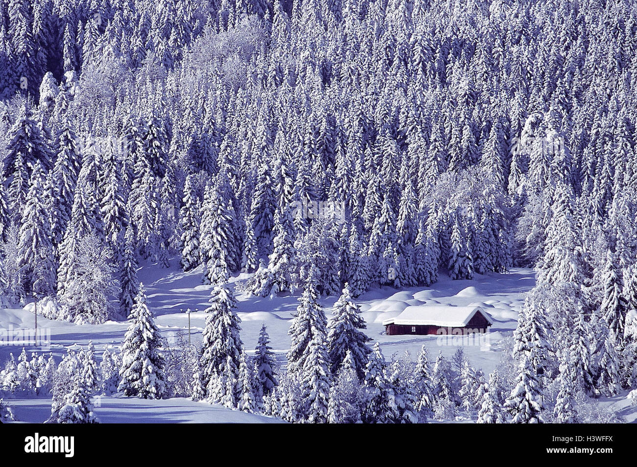 Nadelwald winter -Fotos und -Bildmaterial in hoher Auflösung – Alamy