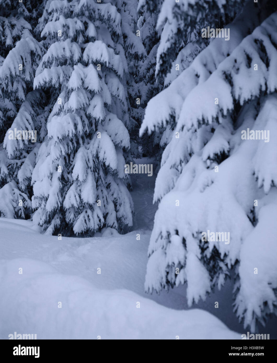 Nadelwald winter -Fotos und -Bildmaterial in hoher Auflösung – Alamy