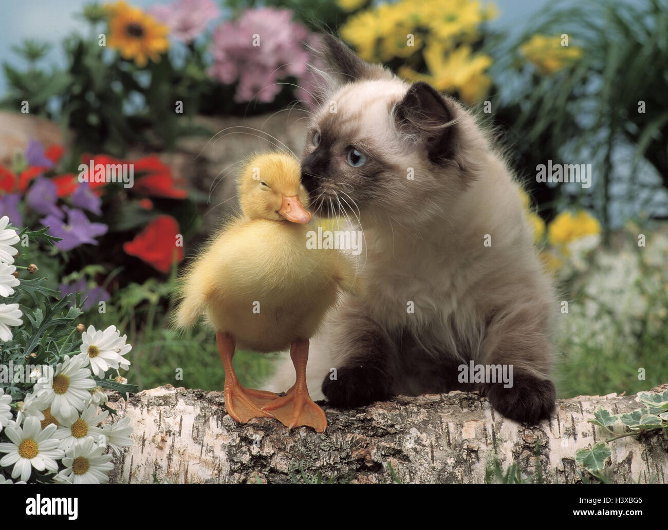Freundschaft mit katze -Fotos und -Bildmaterial in hoher Auflösung – Alamy