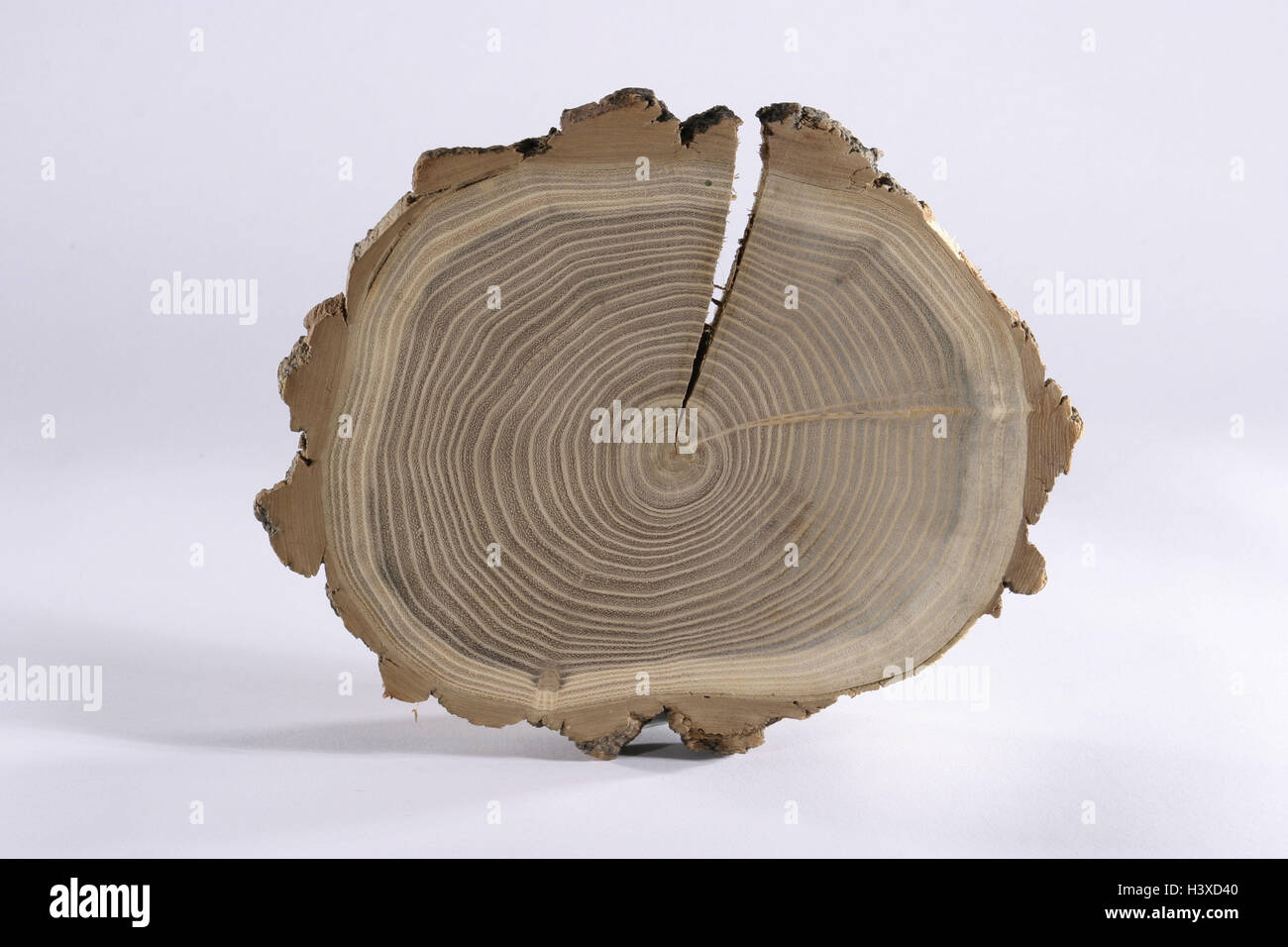 Stamm, Querschnitt Akazien, aus Holz, Holz, Akazie, Belastung ...