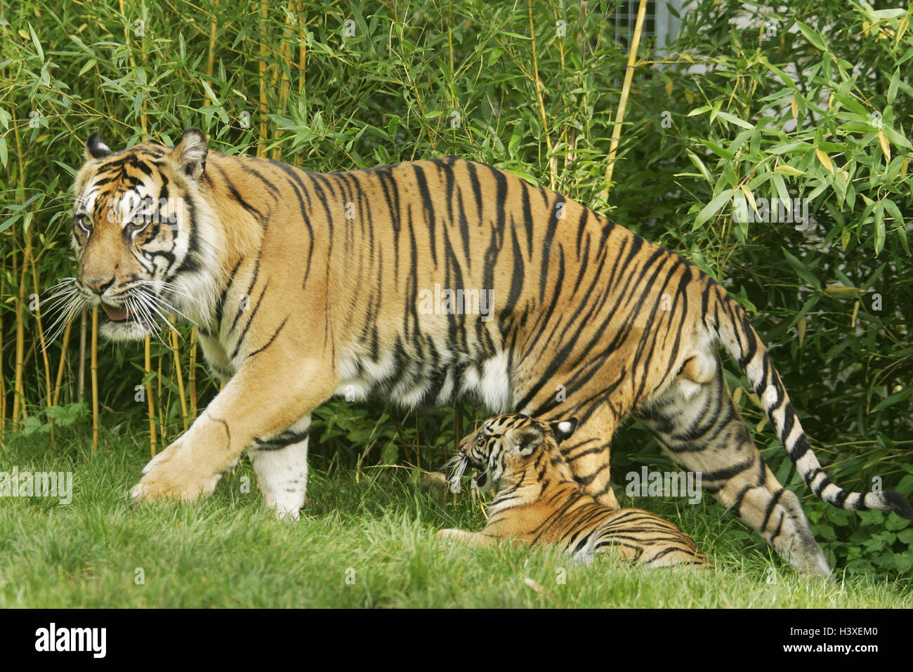Zoo, Sumatratiger, Panthera Tigris Sumatrae, Mutter Tier, Jungtier ...