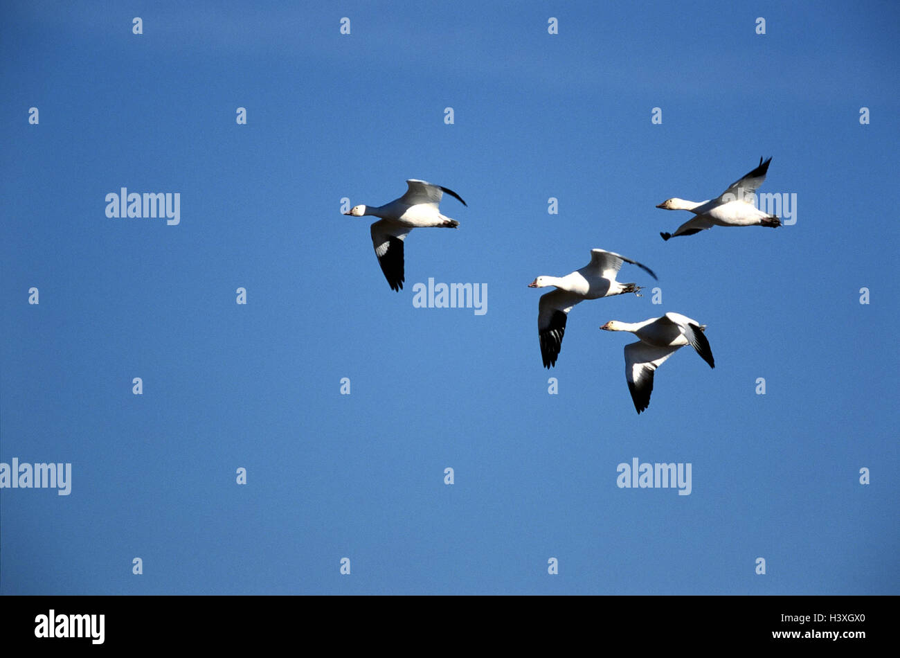 Schneegänse, Anser Caerulescens, Flug, Tiere, die Gans Vögel, Anatids ...