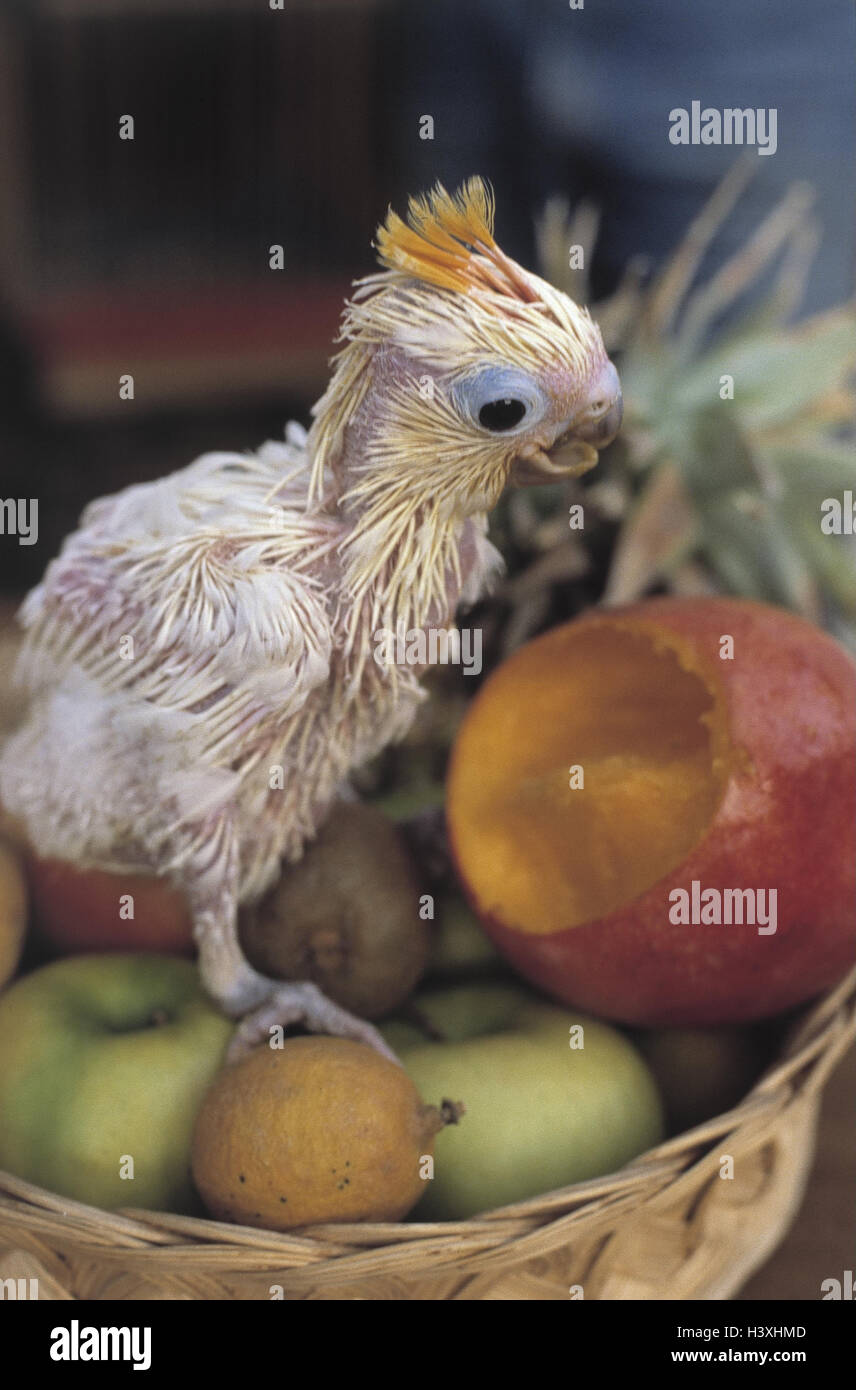 Kakadu, Jungtier, Obstschale, innen, Vogel, Vögel, Kakadus, Cacatuinae ...
