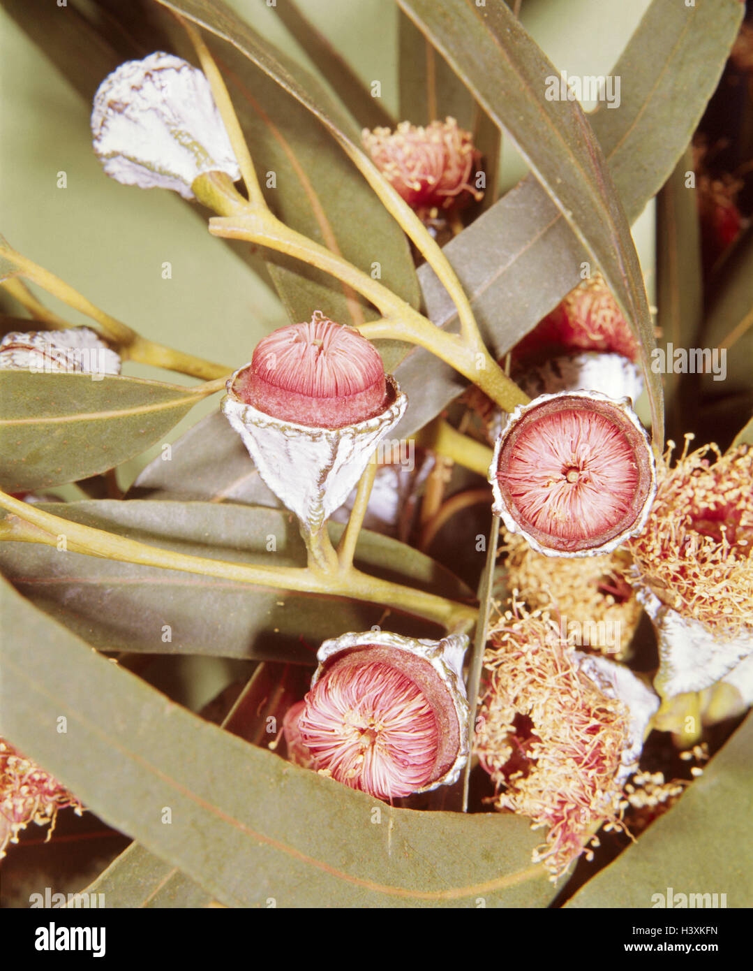 Rot blühenden Eukalyptus, Eucalyptus Camaldilensis, Blütenstand ...