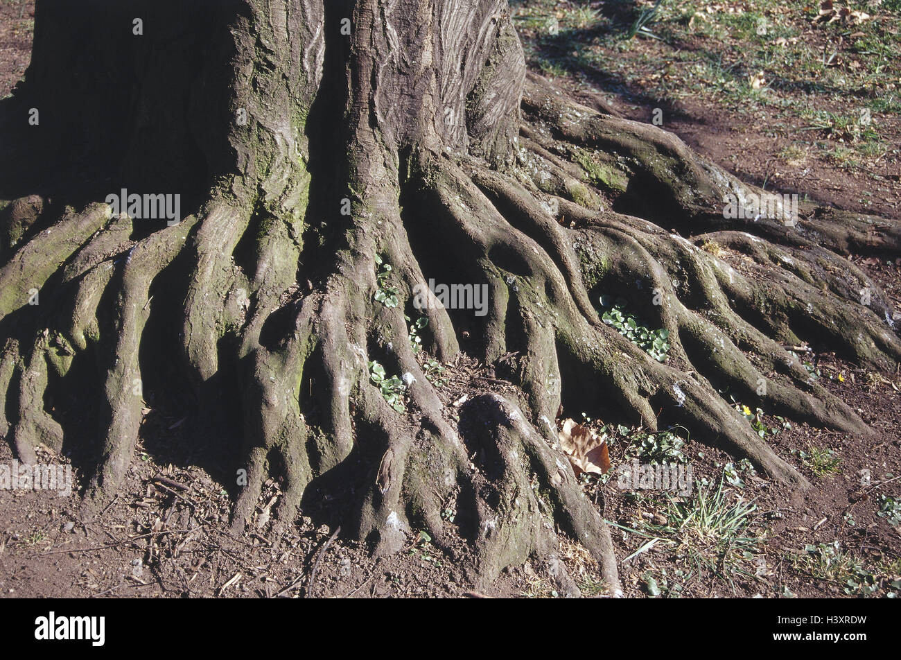 Holz, Baum, Detail, Wurzeln, Saison, Frühling, Herbst, Baumwurzeln ...