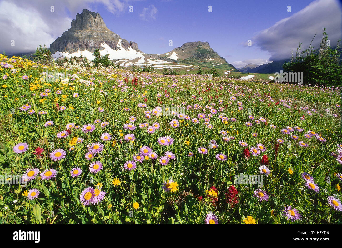 Die USA, Montana, Glacier national park, Logan Pass, Blumenwiese ...