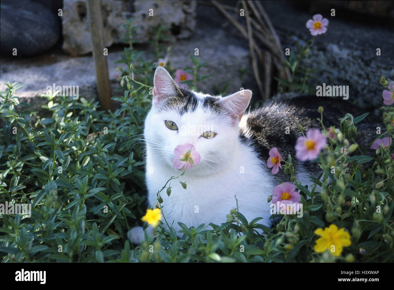 Blumenbeet riechen -Fotos und -Bildmaterial in hoher Auflösung – Alamy